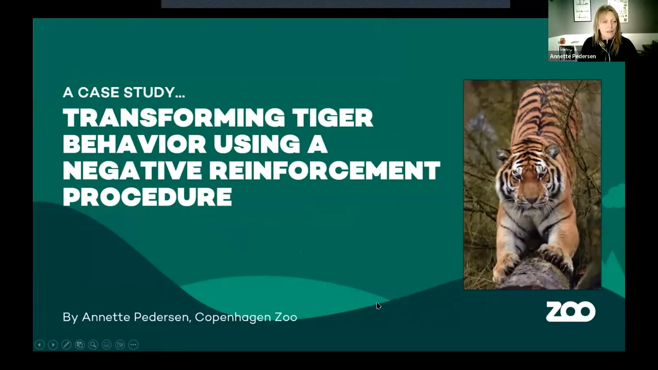 Watch Transforming Tiger Behavior Using a Negative Reinforcement ...
