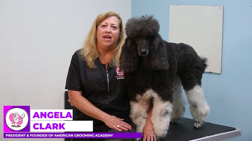 Learning Online - Dog Grooming School - Pet Grooming Services