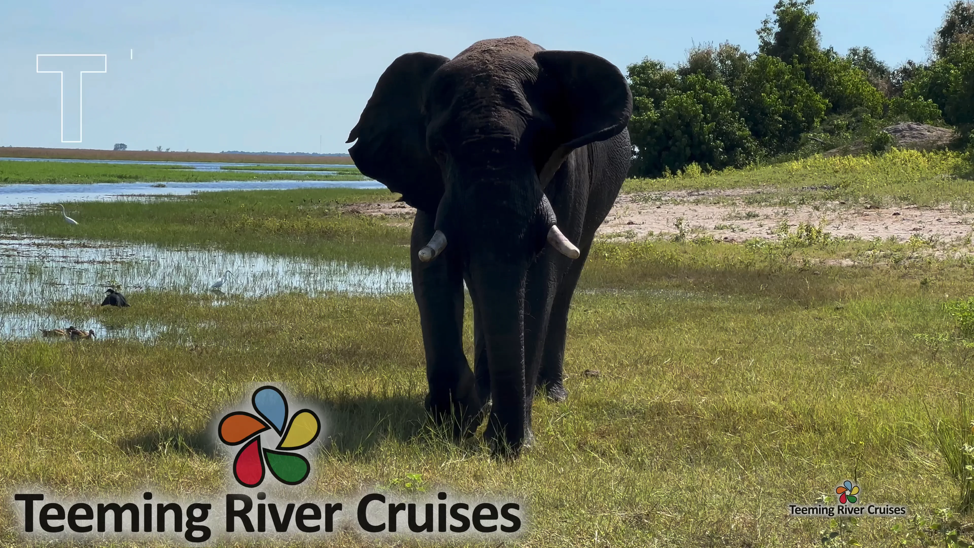 Elephant Encounter on Vimeo