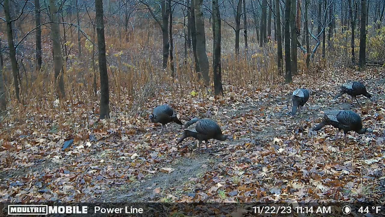 Trail Cams