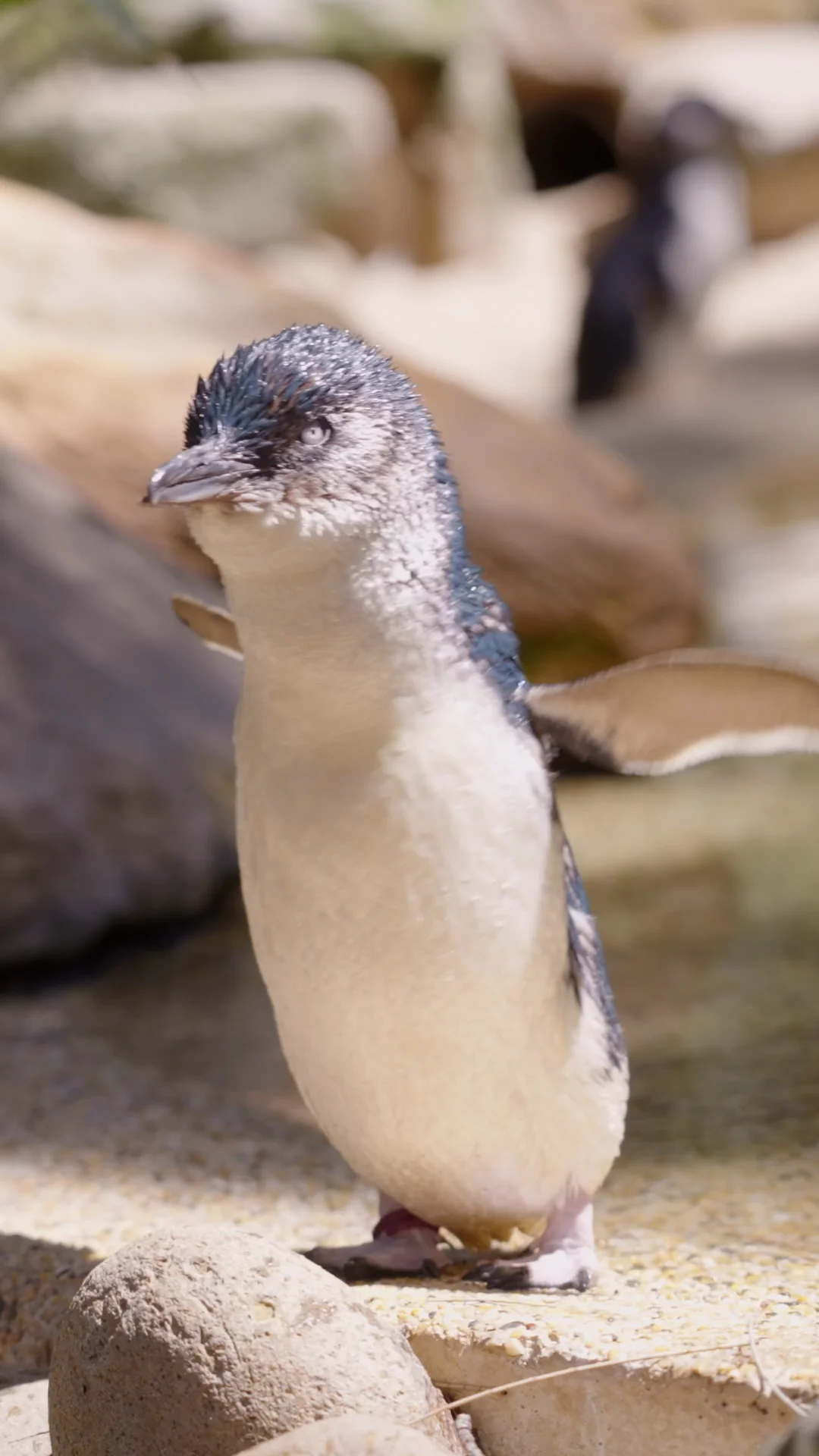 penguins_vertical_v2_22_fdswp (Original)