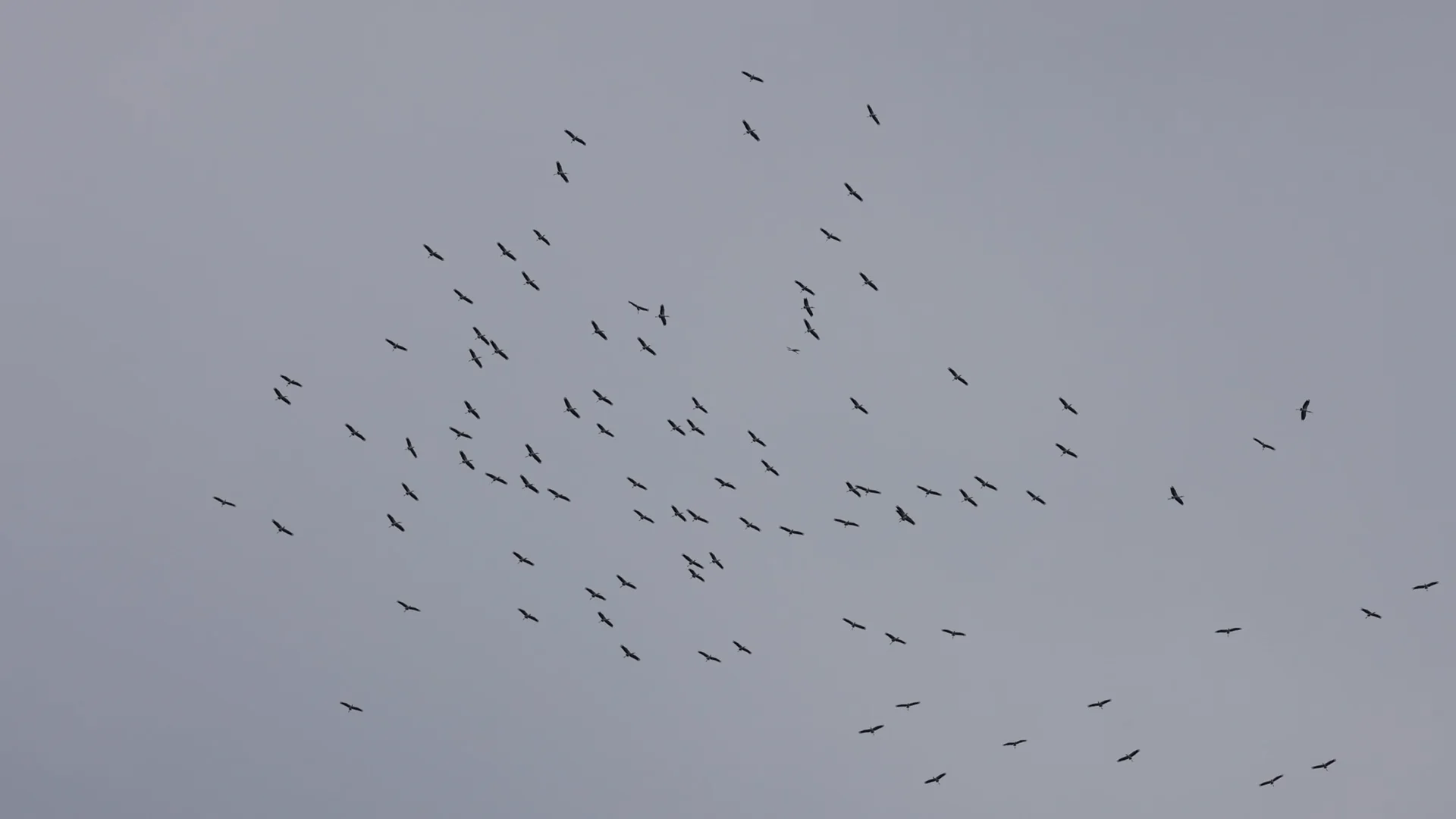 Veracruz, Mexico: Kettles of raptors, White Pelicans & Wood Storks by ...
