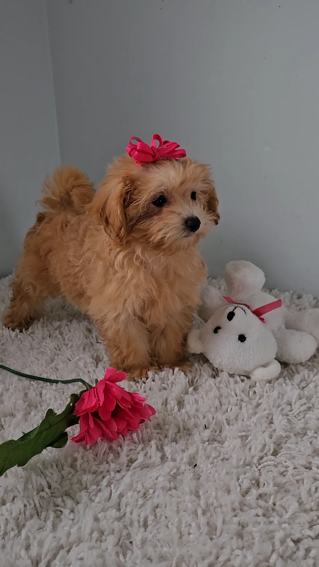 Edna - Malti Poo - Maltipoo puppy for sale