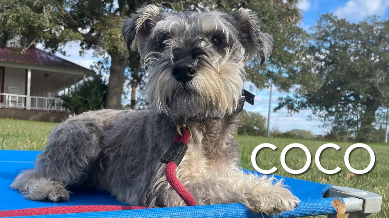 Schnauzer - Coco - On and Off Leash on Vimeo