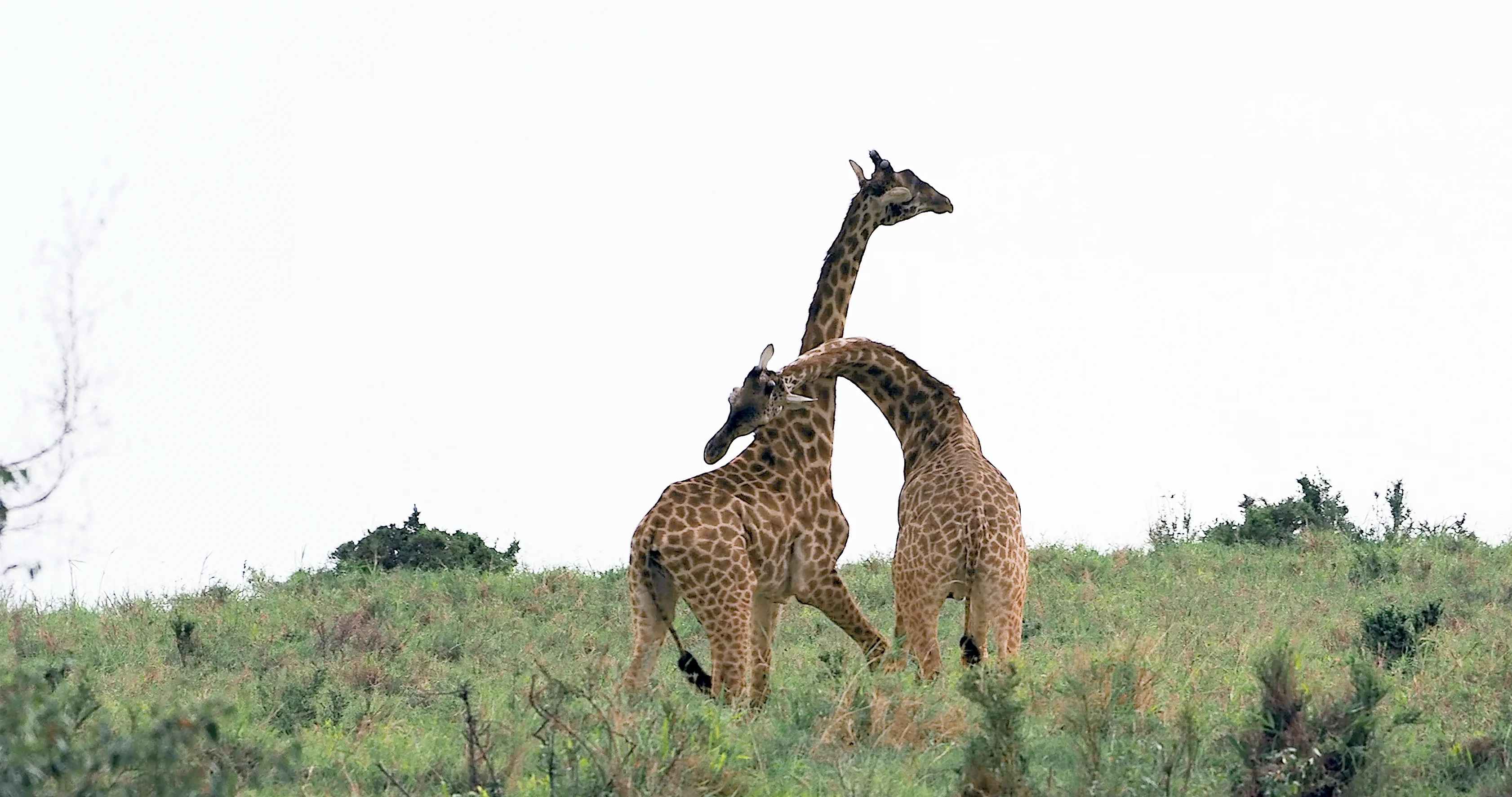 Giraffes Necking