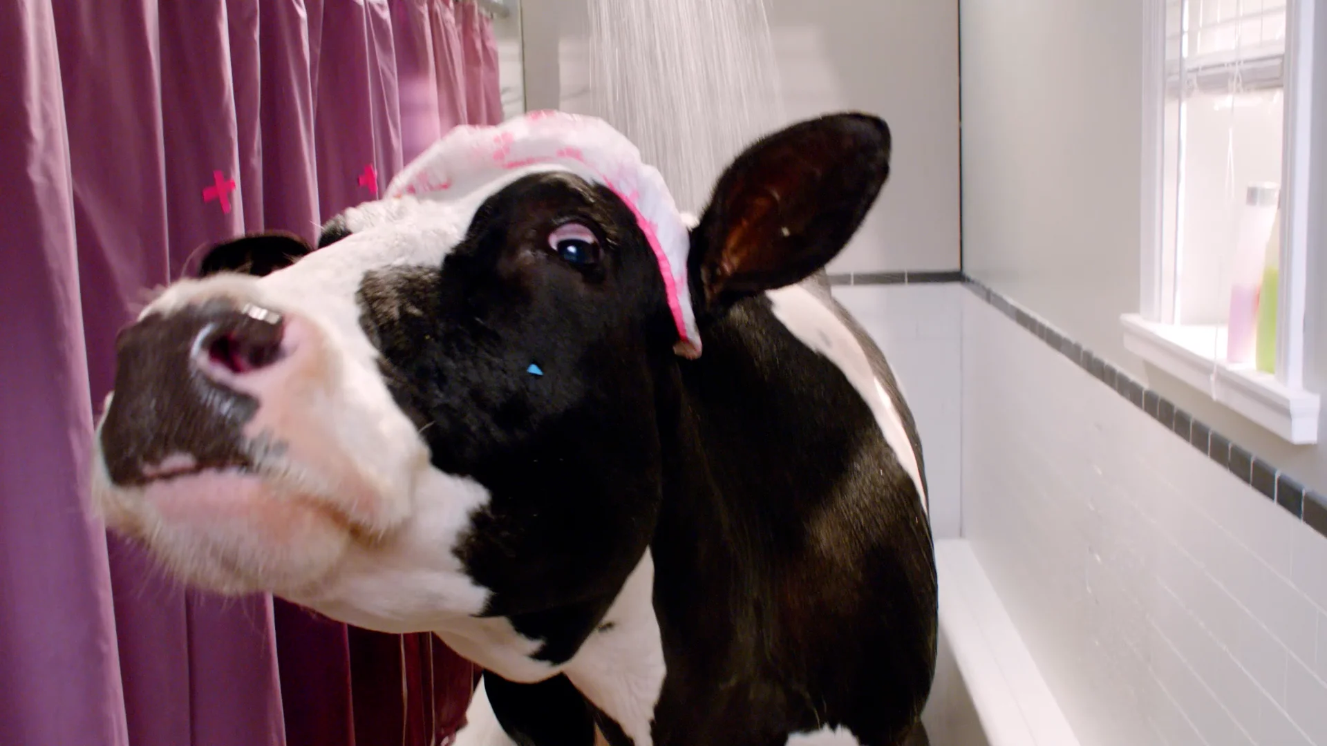 Cal Cheese "Shower" (Breakdown)