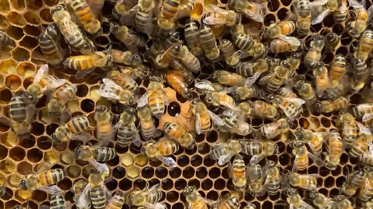 Honey Bee Goode Little Bee Store