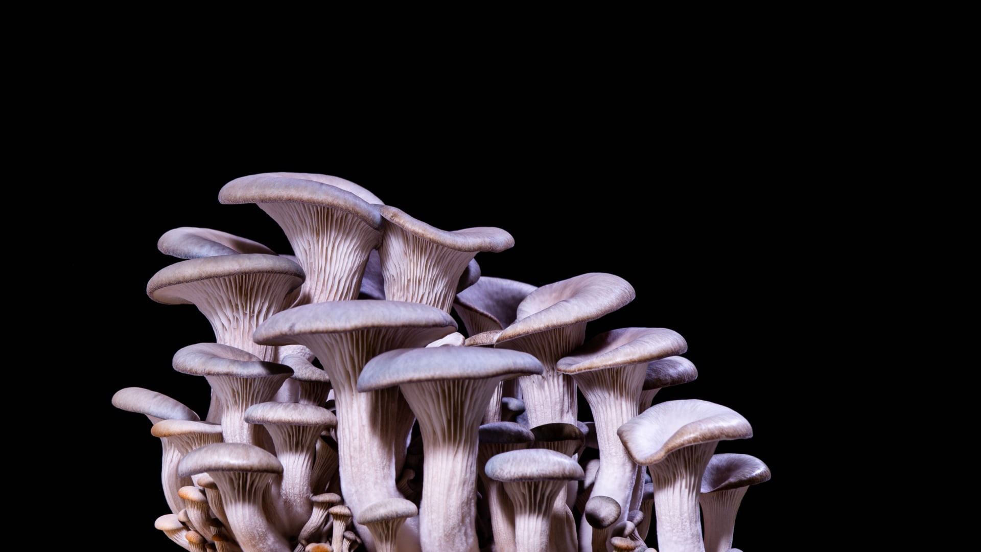 Leading Biotech Companies | River Rock Biotech