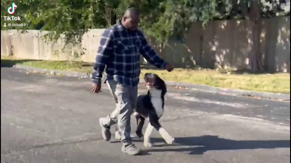 MEET THE TEAM | Liebe K9