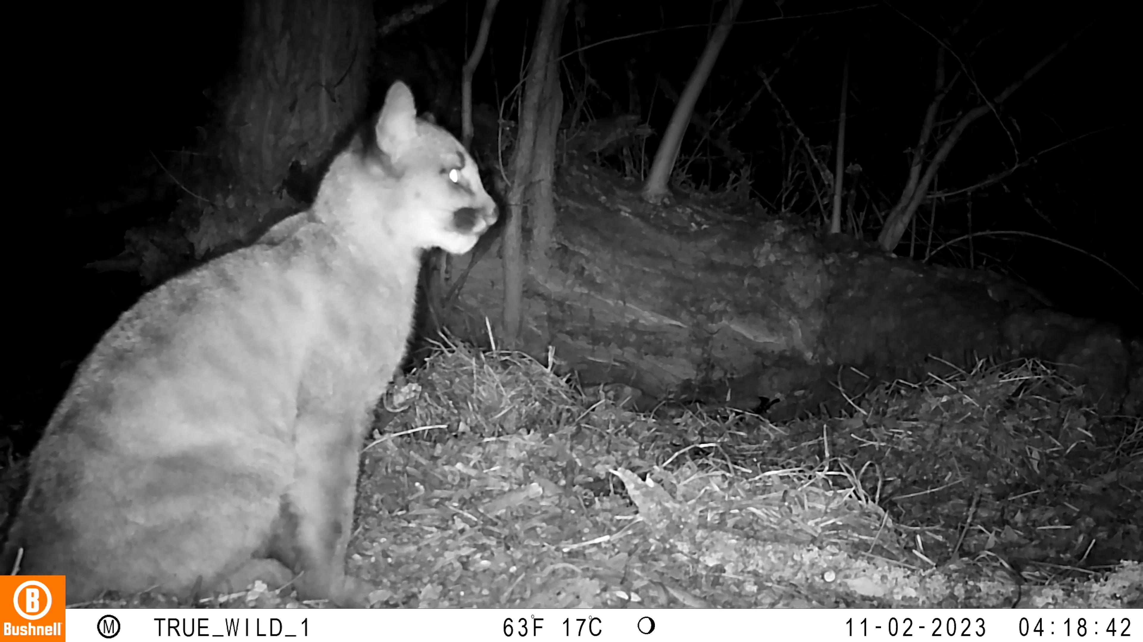 Mountain lion P33 caches prey for herself and her kittens in Sonoma Valley on Vimeo