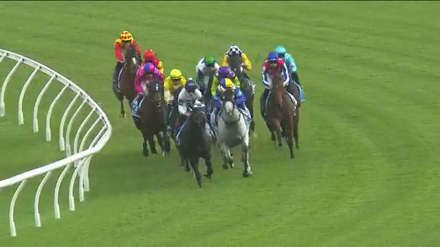 Shalaa - Stallion | Breednet