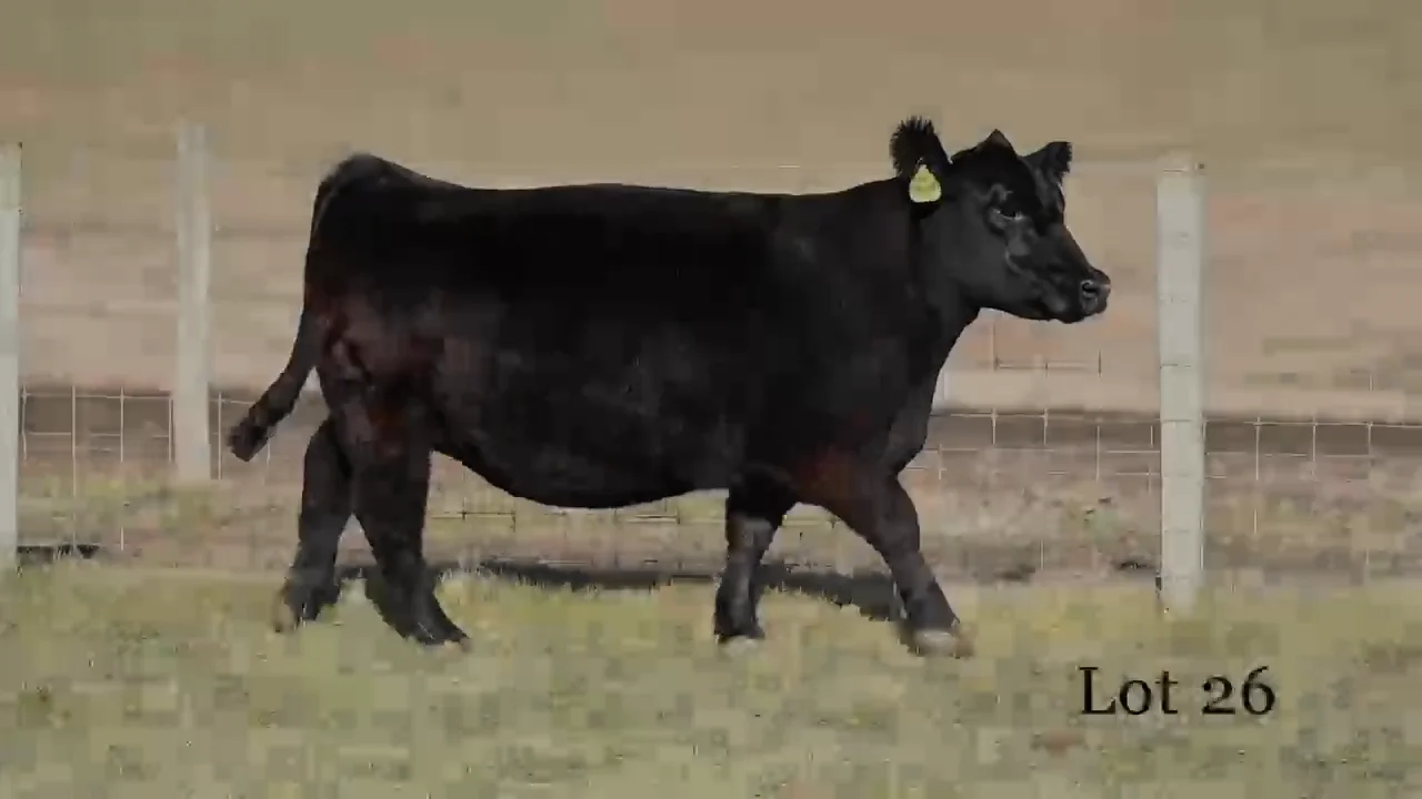 Untitled [vimeo.com]