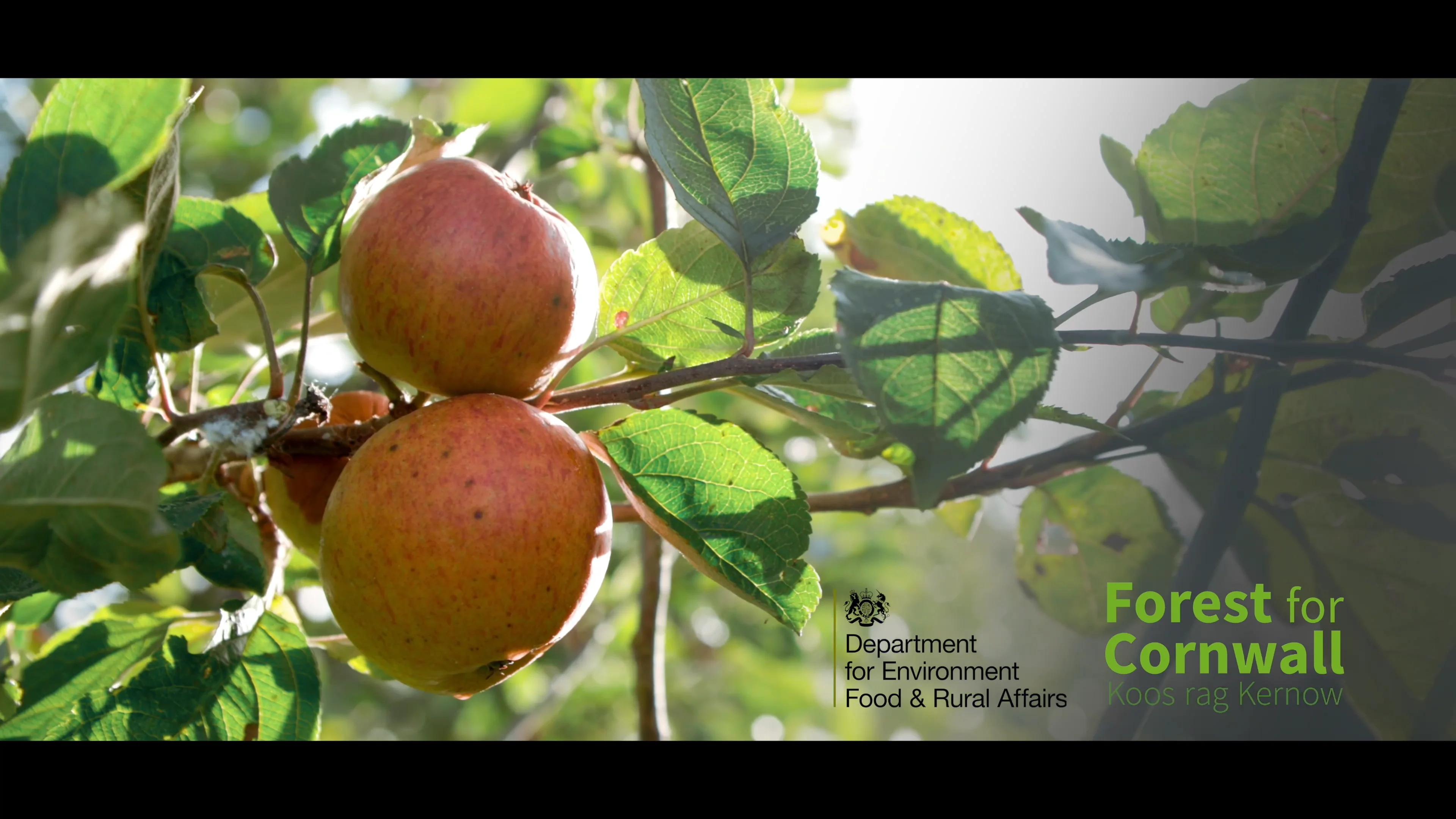 Forest For Cornwall - Orchards on Vimeo