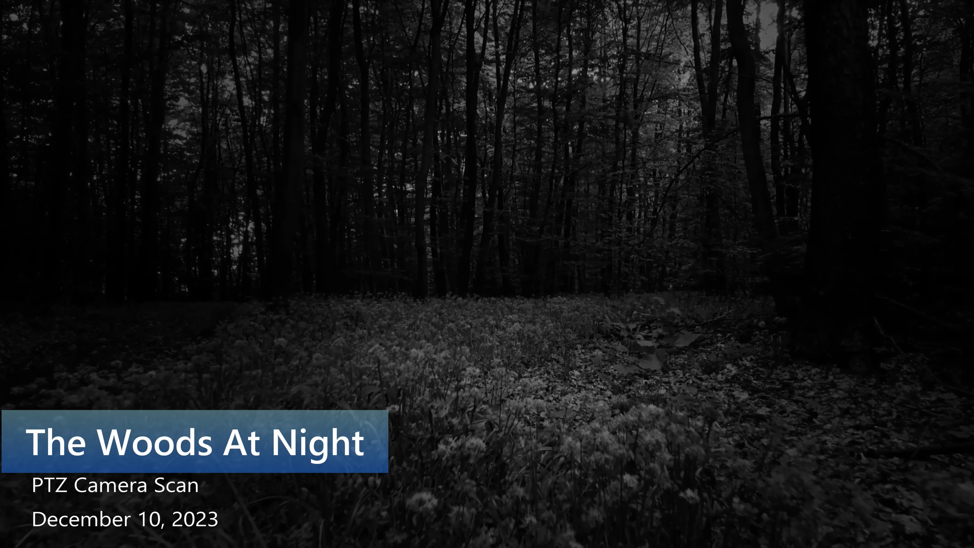 The Woods At Night on Vimeo
