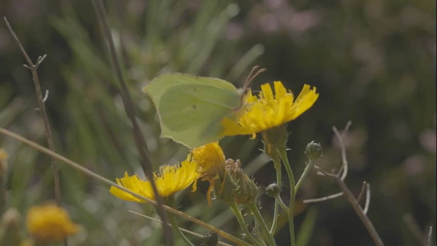 Sonne_Geeltje_1 on Vimeo