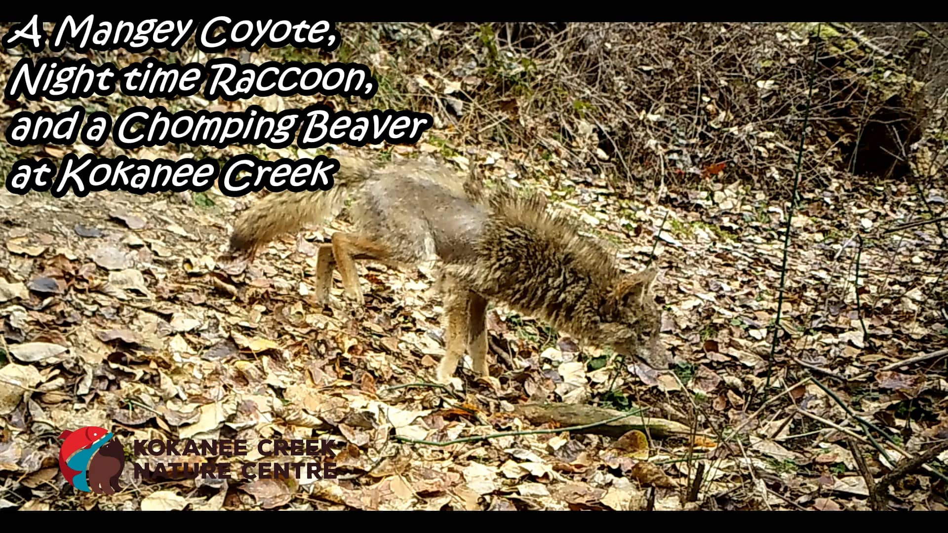 A Mangey Coyote, Raccoon & Chomping Beaver at Kokanee Creek on Vimeo