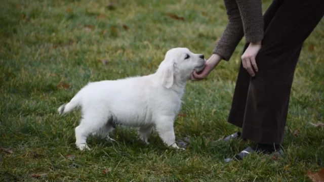 August - Golden Retriever puppy for sale on Vimeo