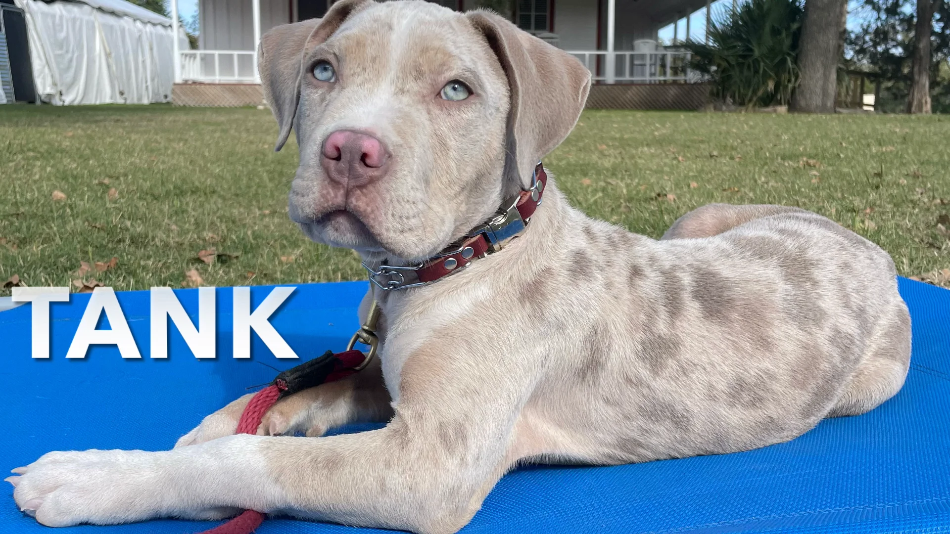 American Bully - Tank - On Leash Only