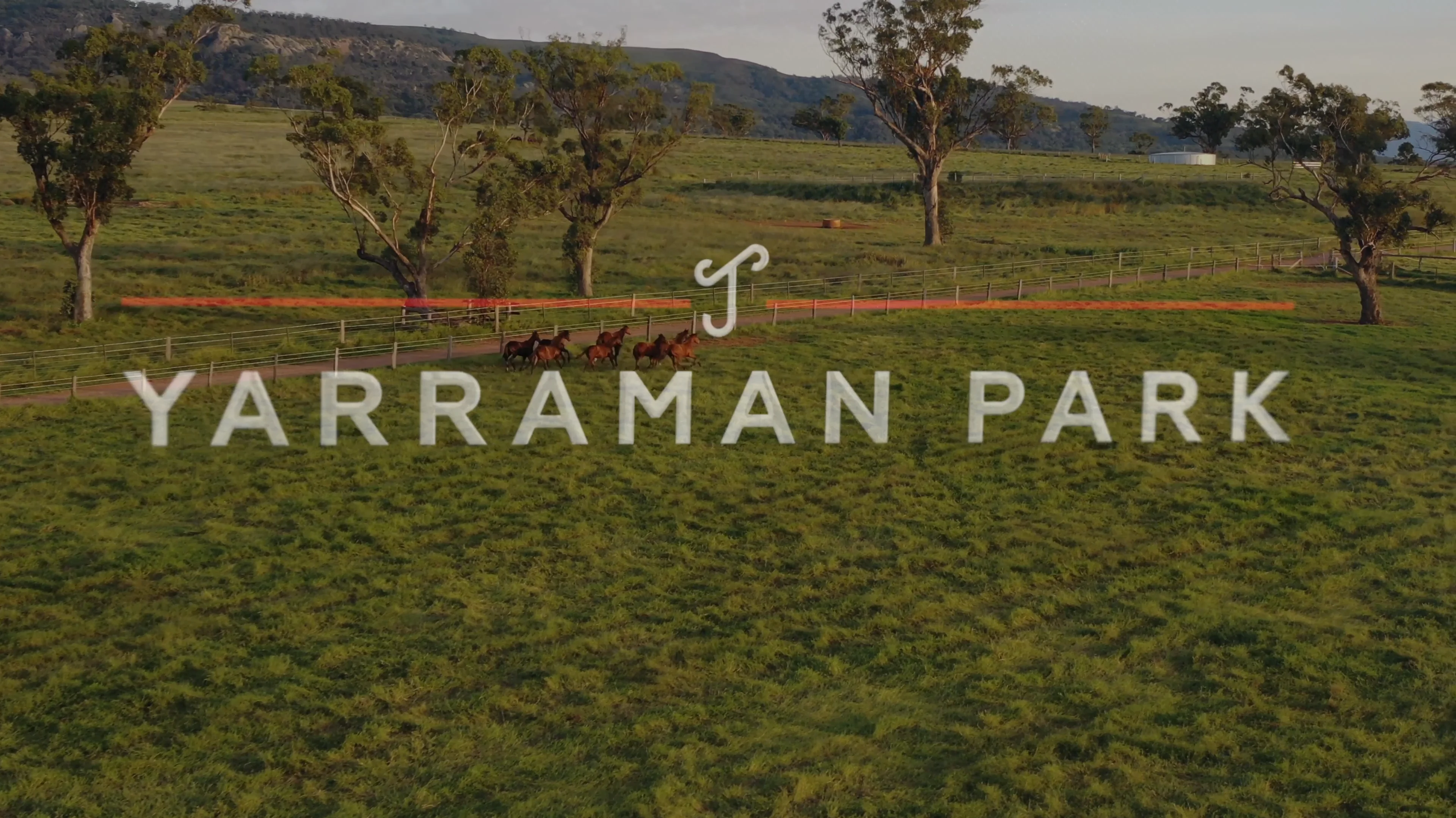 LOT 684 - HELLBENT x FOREST CIRCLE - FILLY