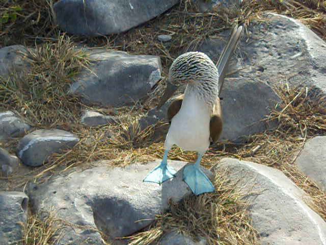 Blue Footed Booby Mating Ritual on Vimeo