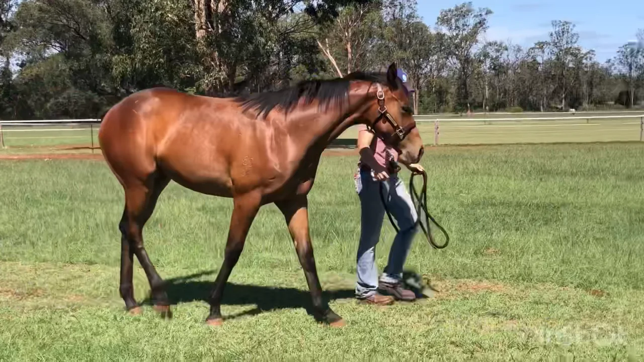 Hallowed crown x Lightning Cross on Vimeo