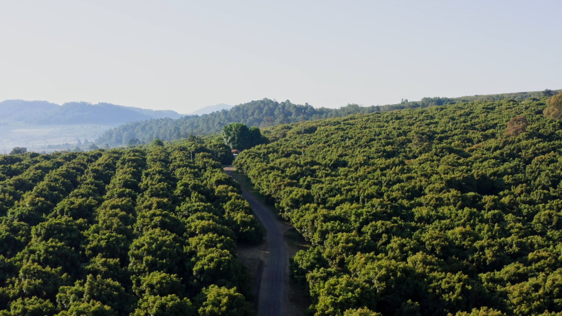 Neogrow - New Zealand Premium Natural Oil