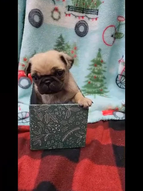 Tyler - Pug puppy for sale on Vimeo