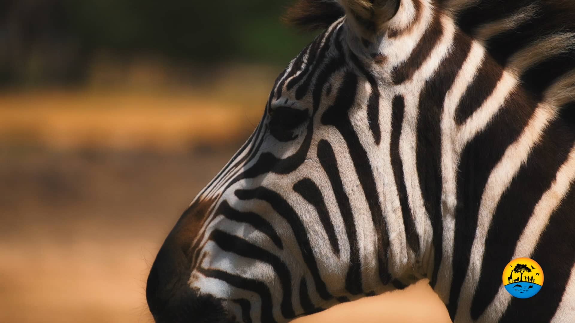 Zebra Short - God's Amazing World on Vimeo