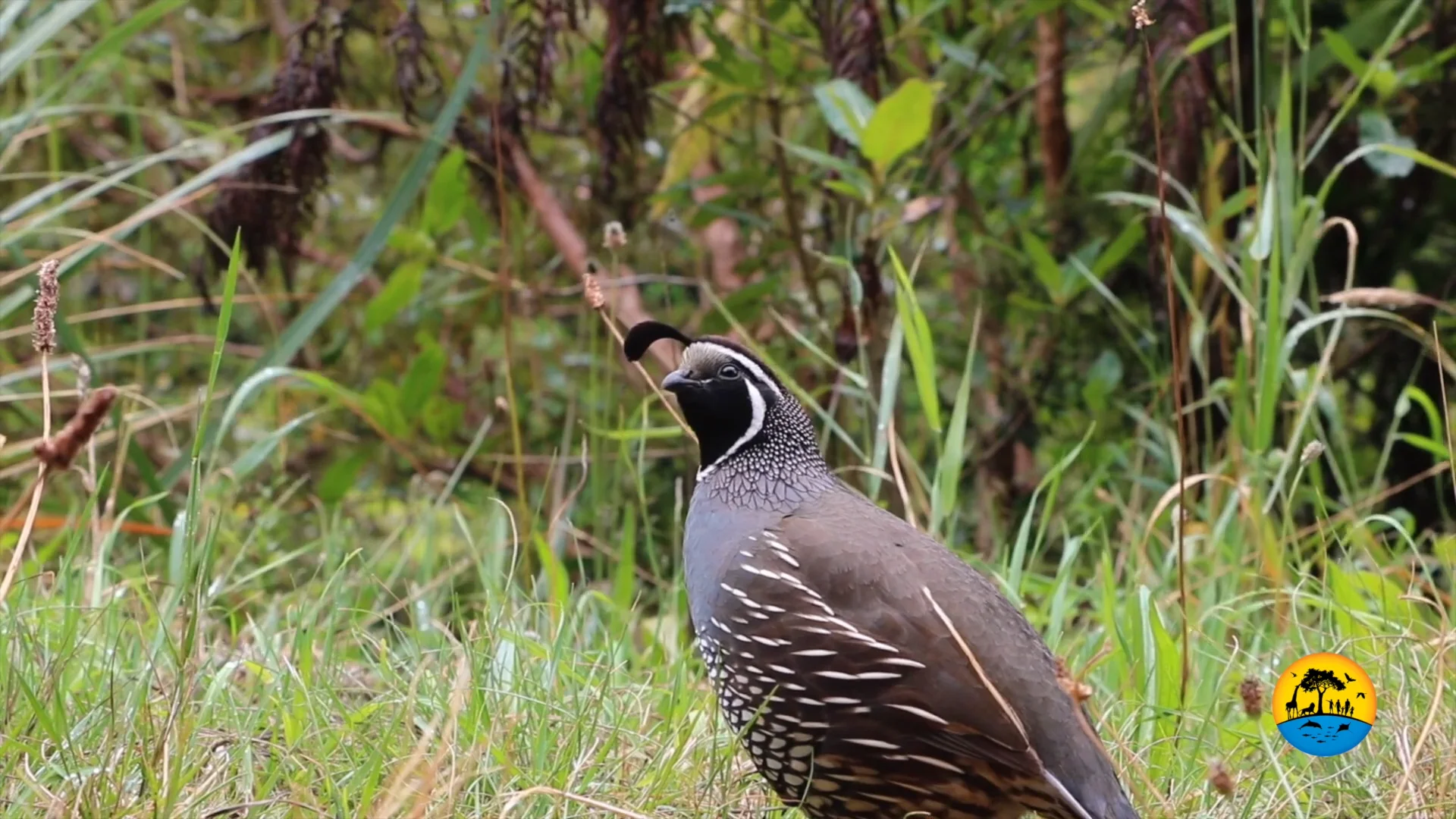 Quail Short - God's Amazing World on Vimeo