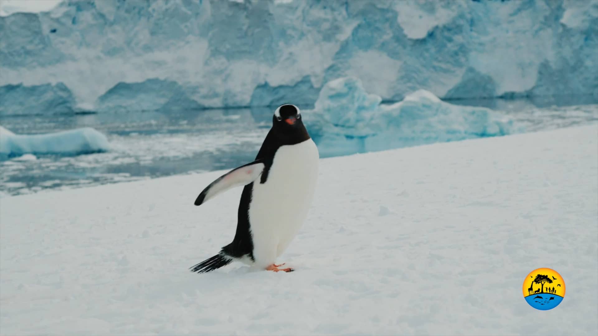Penguin Short- God's Amazing World on Vimeo
