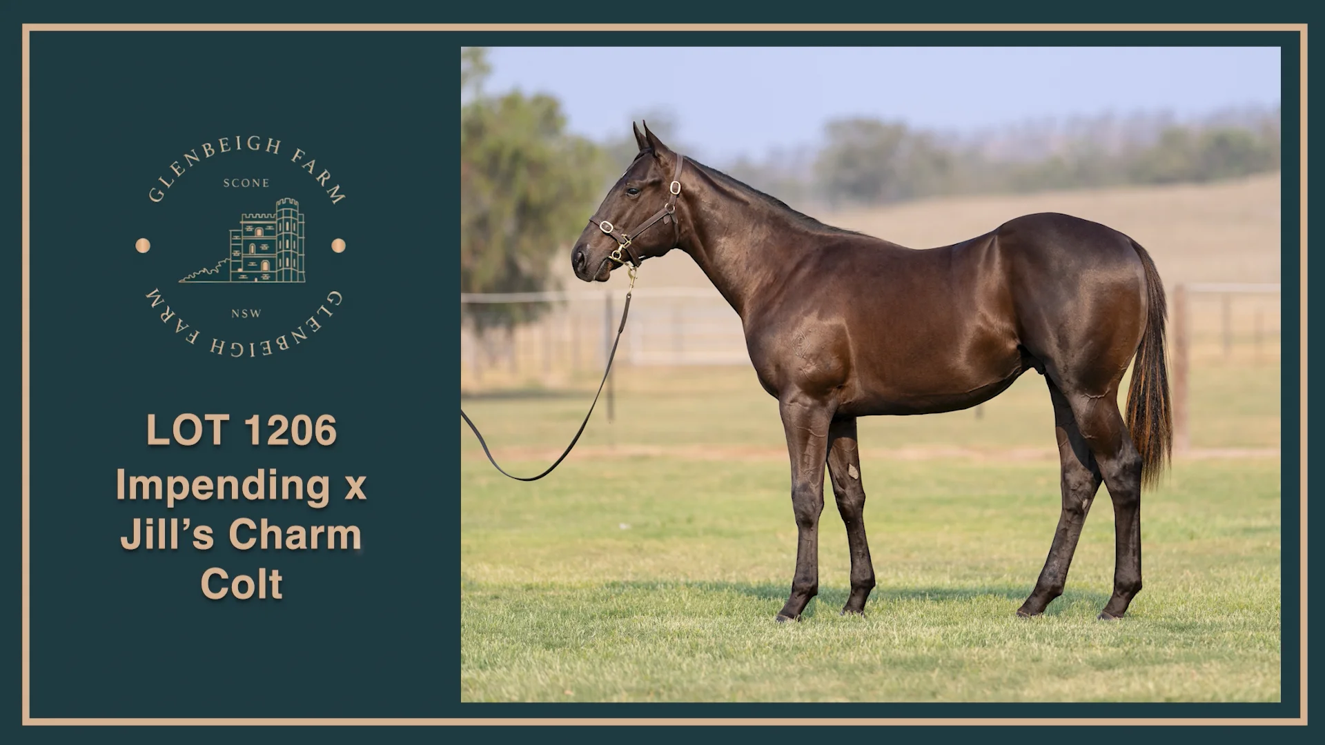 Lot 1206 Impending x Jill's Charm 2022 Colt on Vimeo