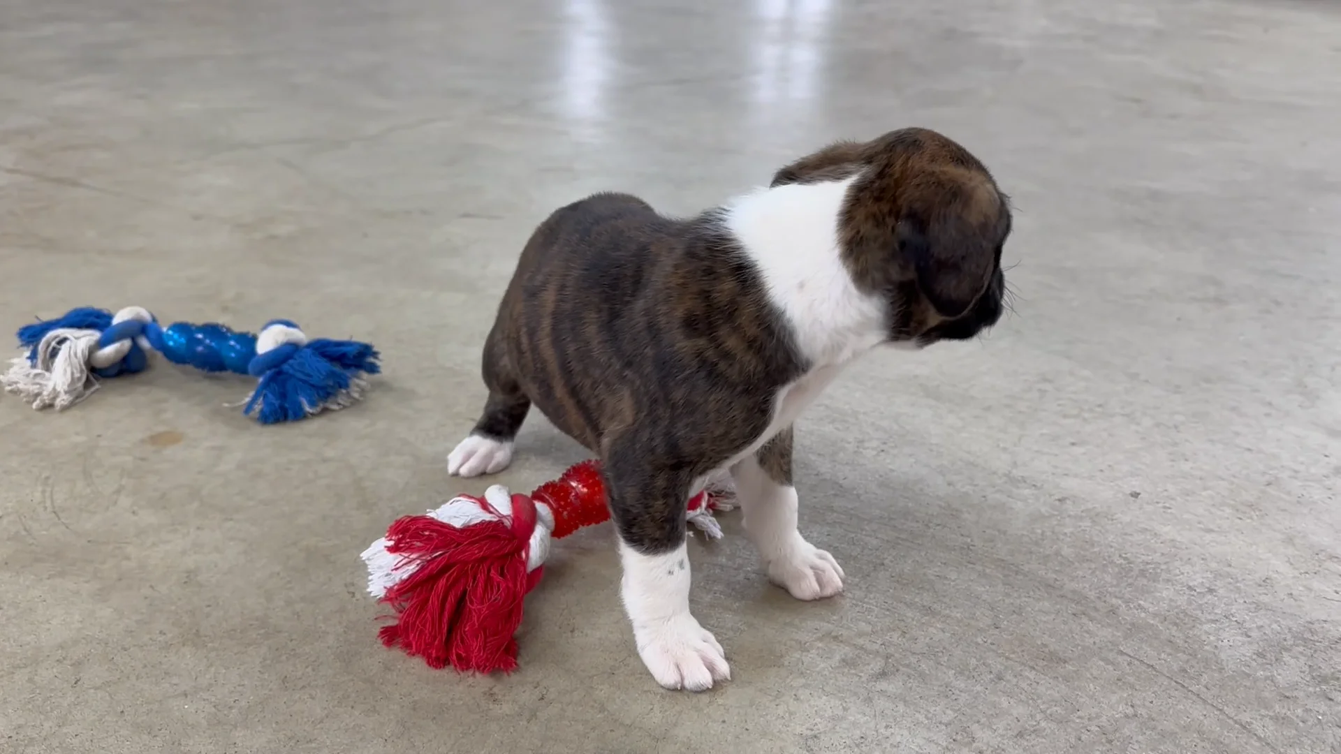Denver - Boxer puppy for sale on Vimeo