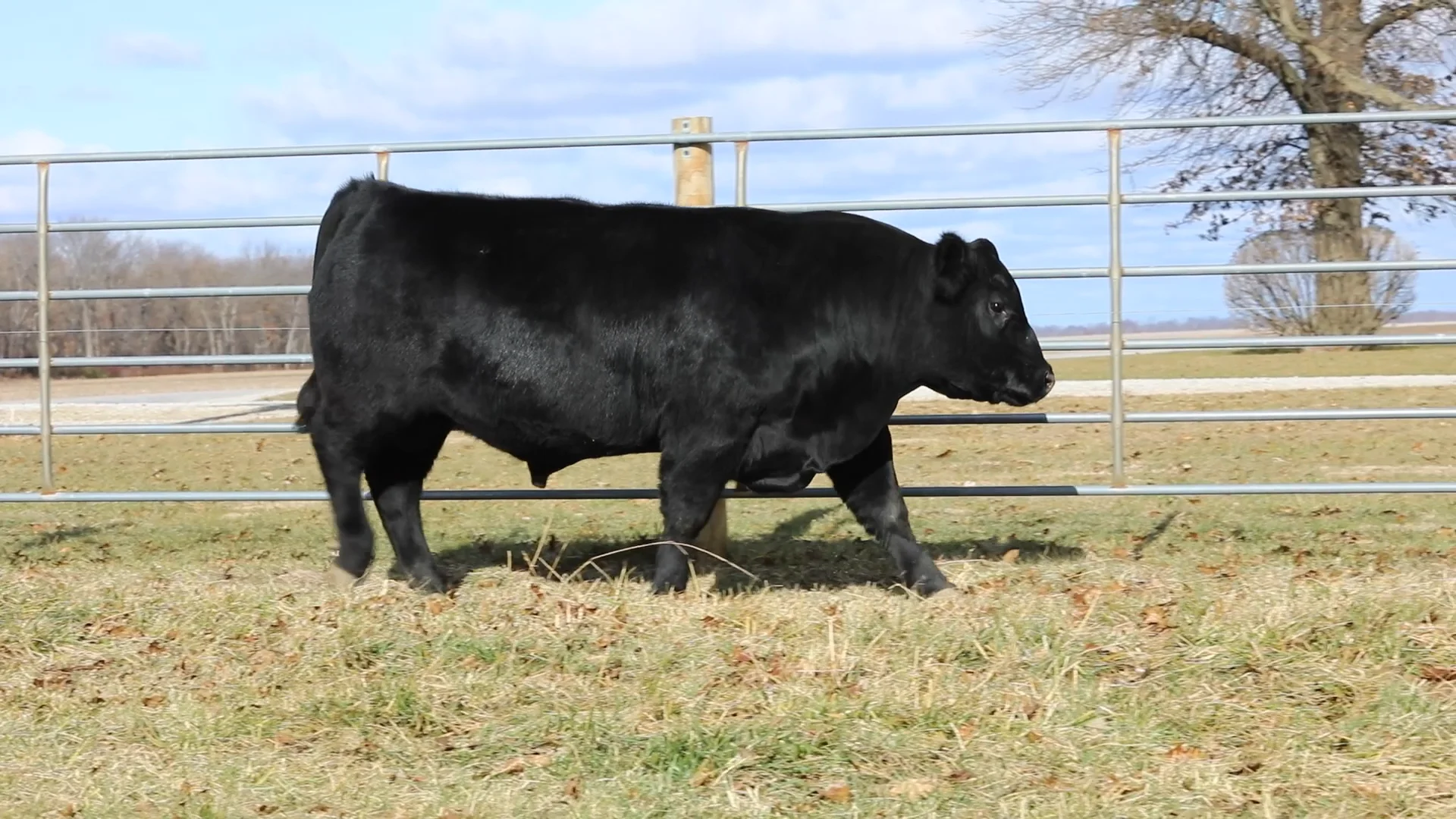 Kramer Farms 2226