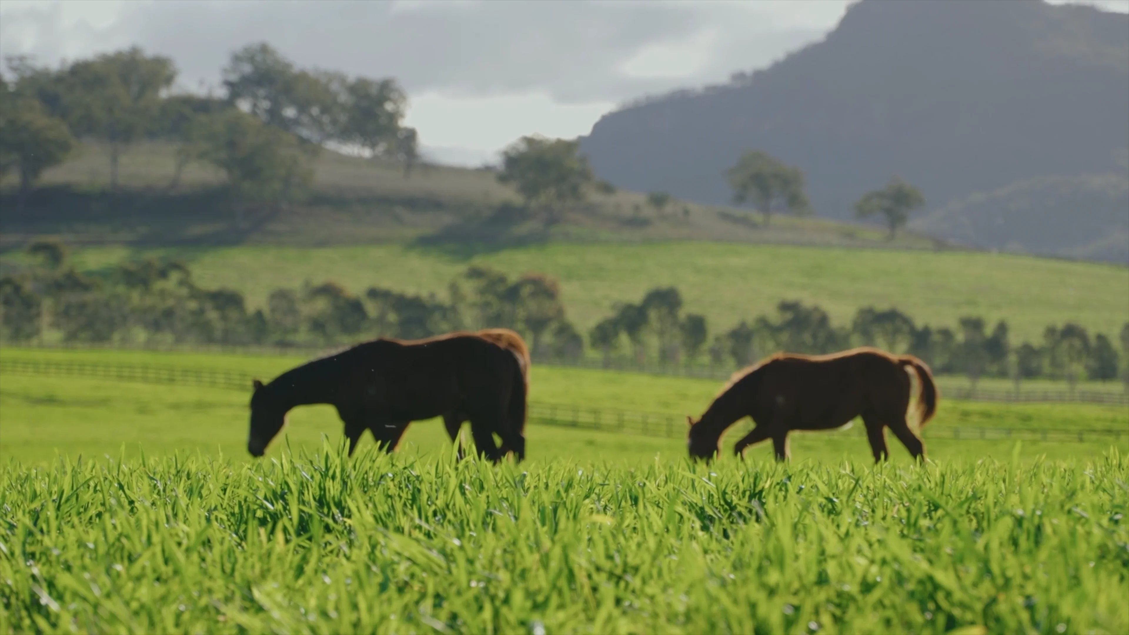 Lot 790 Farnan x Insta Erma (Usa) Colt on Vimeo