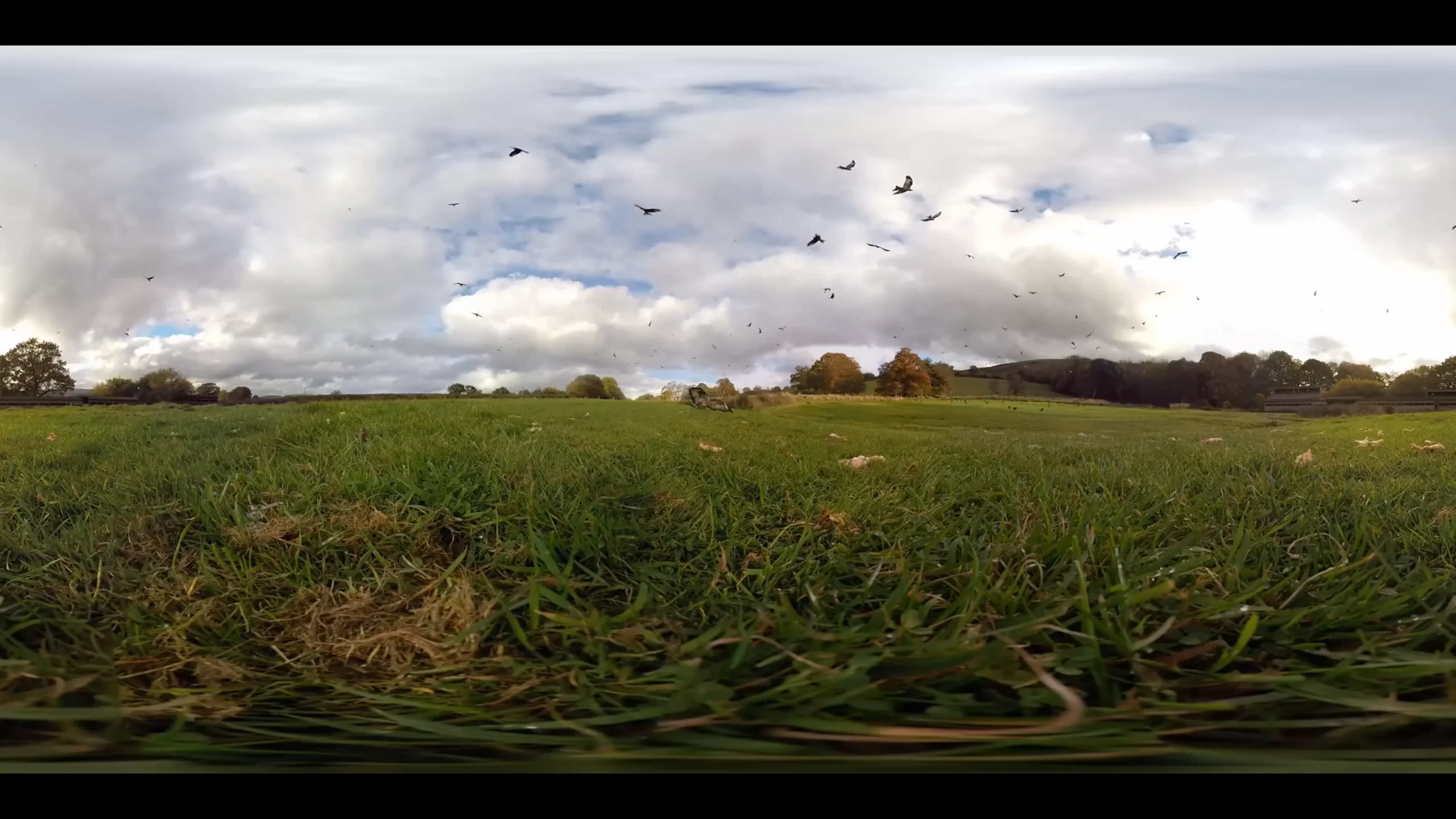 My Video on Vimeo