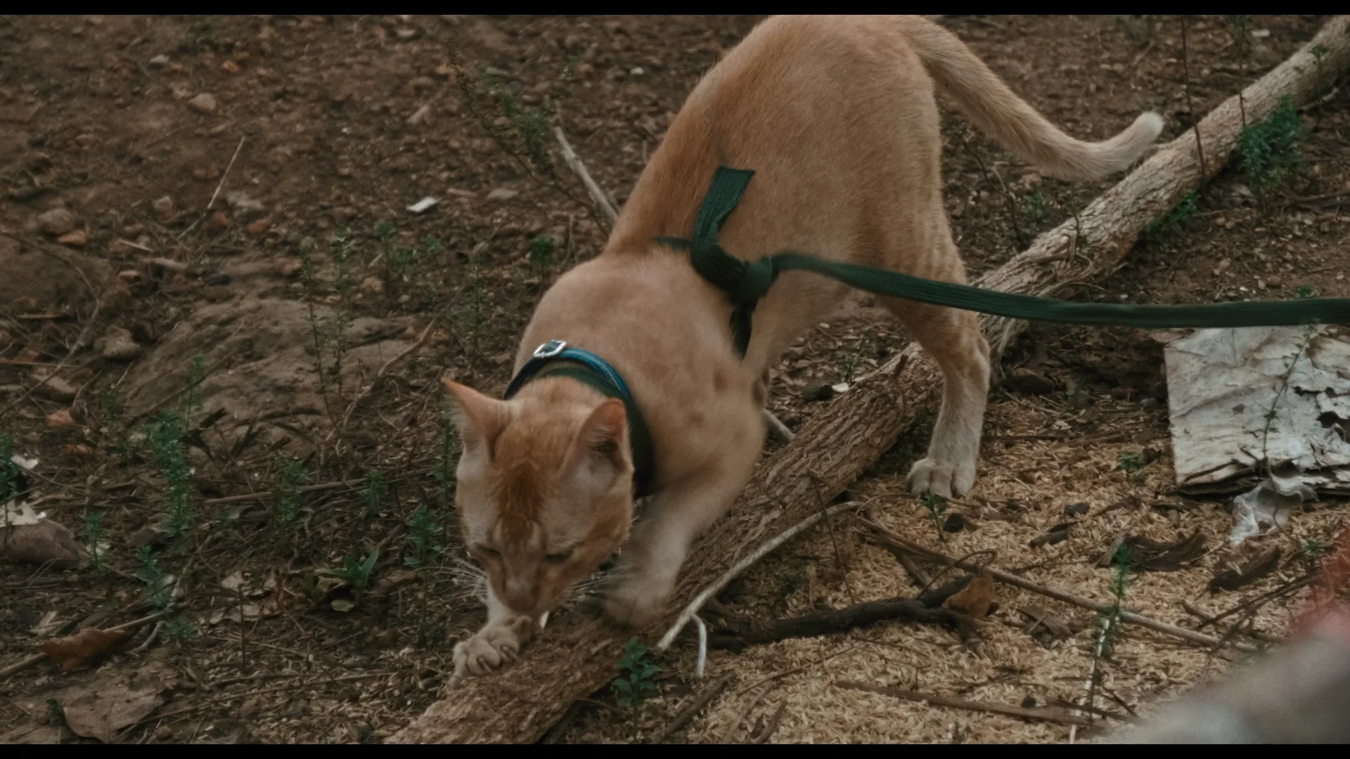 comrade_poopy_trailer_fr (Original)