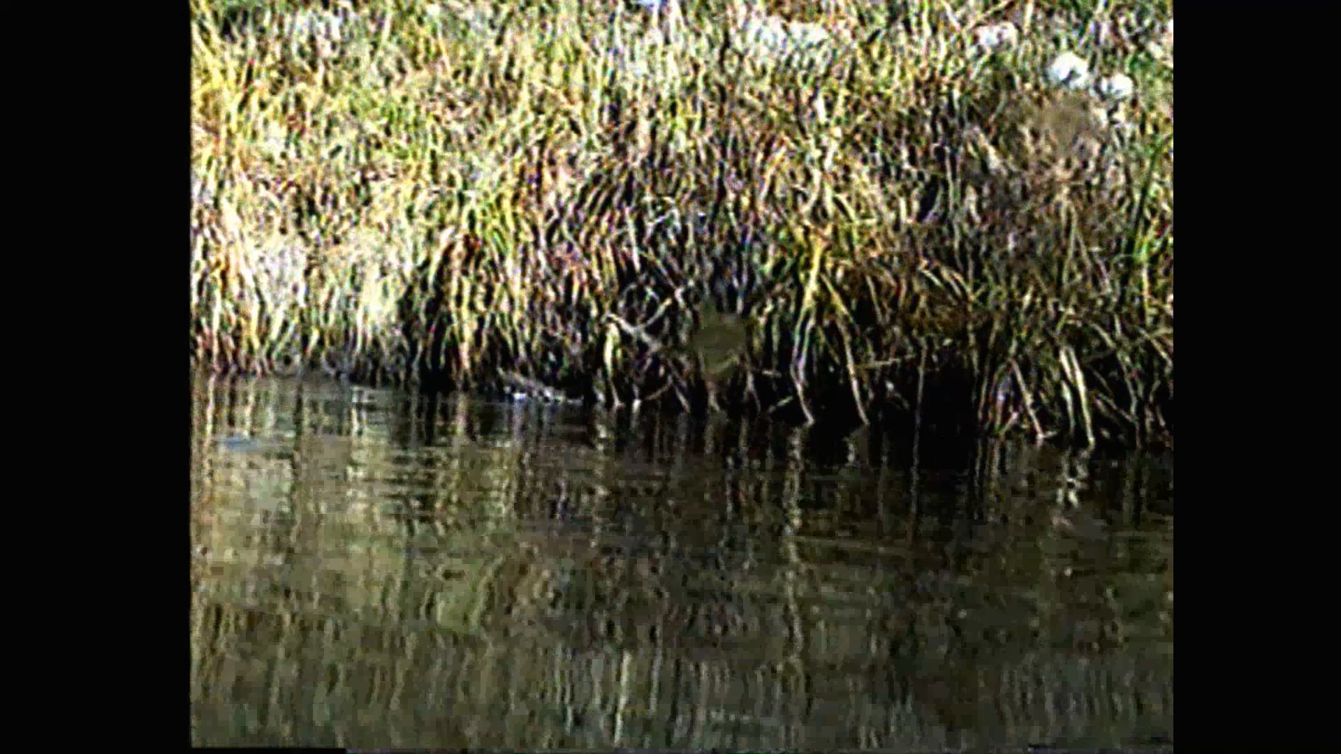 Building a log v-weir