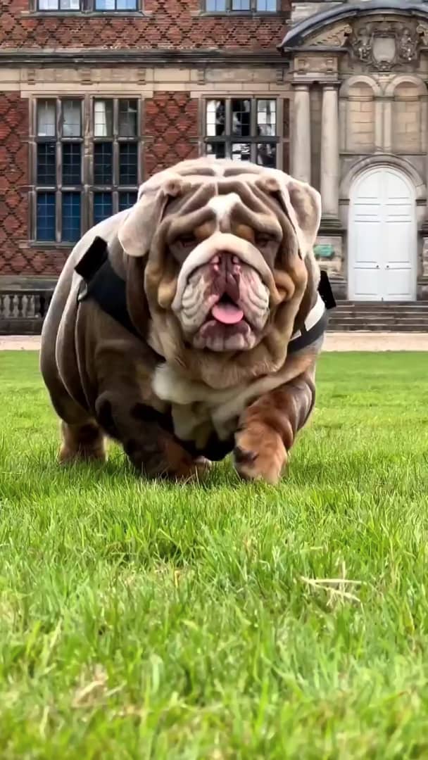 Mr bigg foot । Lovely dog on Vimeo