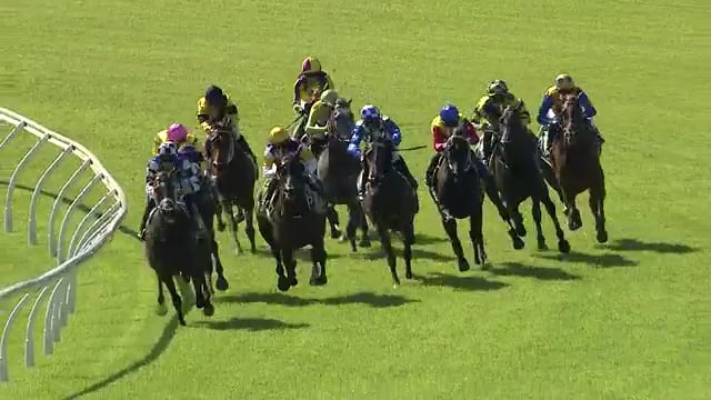 Reliable Man - Stallion | Breednet