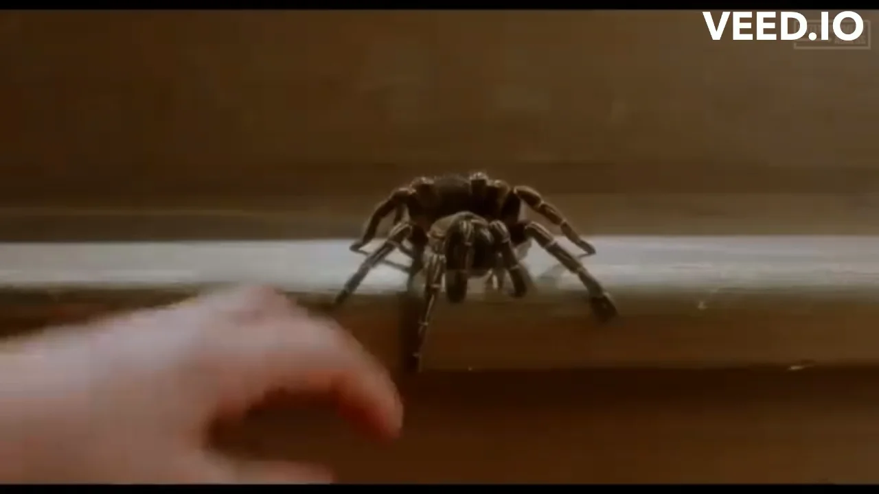 Spider scene - Home Alone (1990) on Vimeo