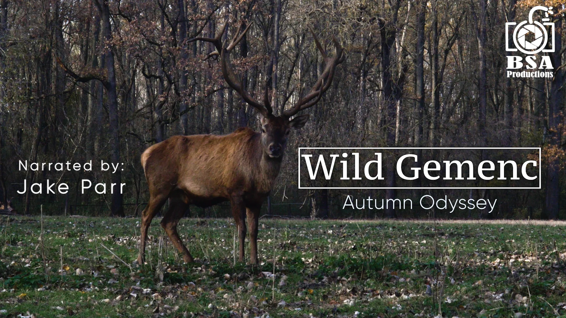 Wild Gemenc: Autumn Odyssey (2023) - A Wildlife Documentary on Vimeo