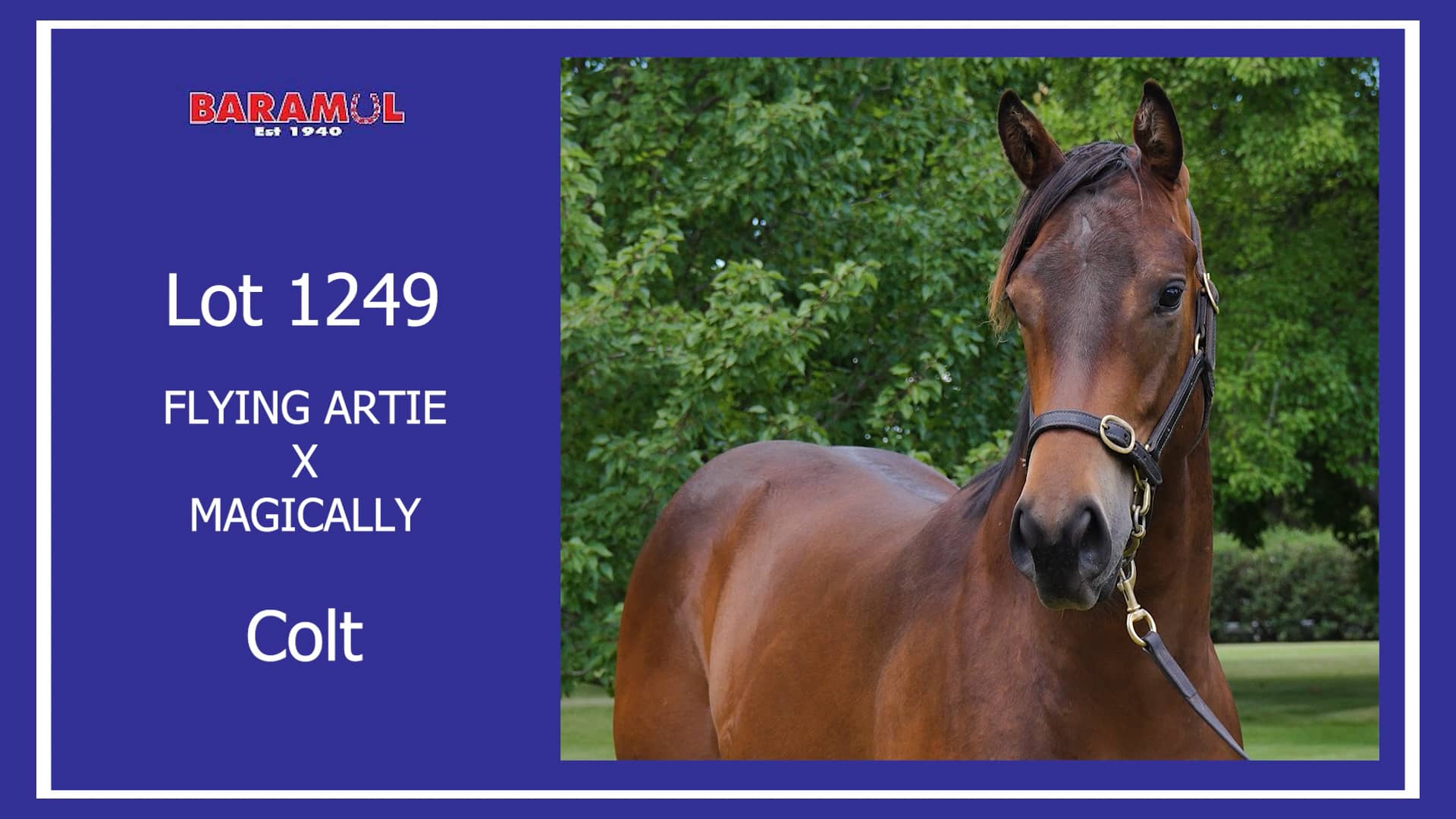 LOT 1249 - Flying Artie (AUS) X Magically (AUS) - COLT on Vimeo