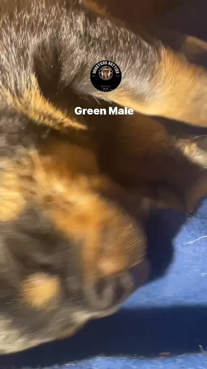 Green Male on Vimeo