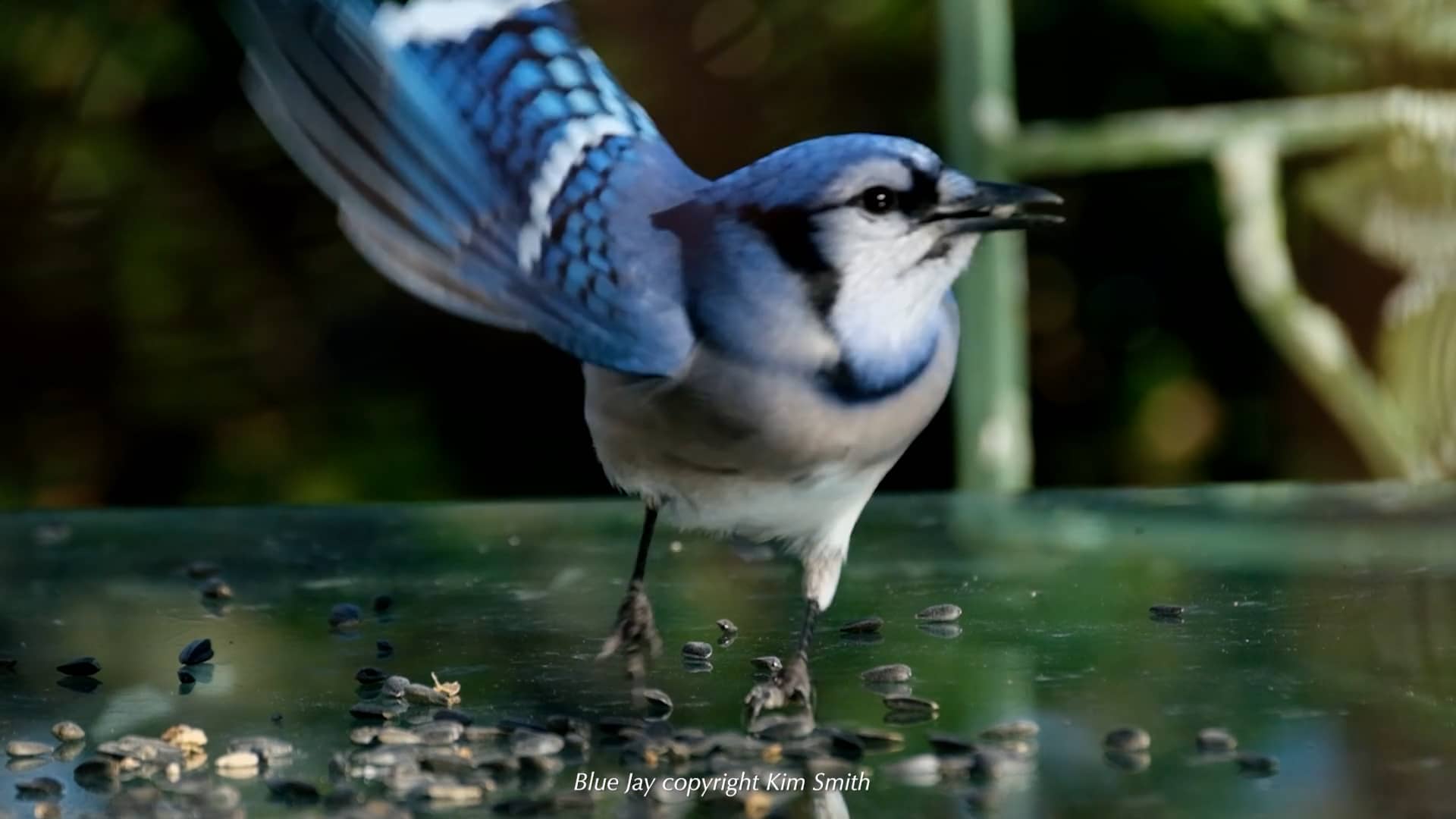 Blue Jay on Vimeo