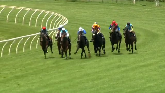 Star Witness - Stallion | Breednet