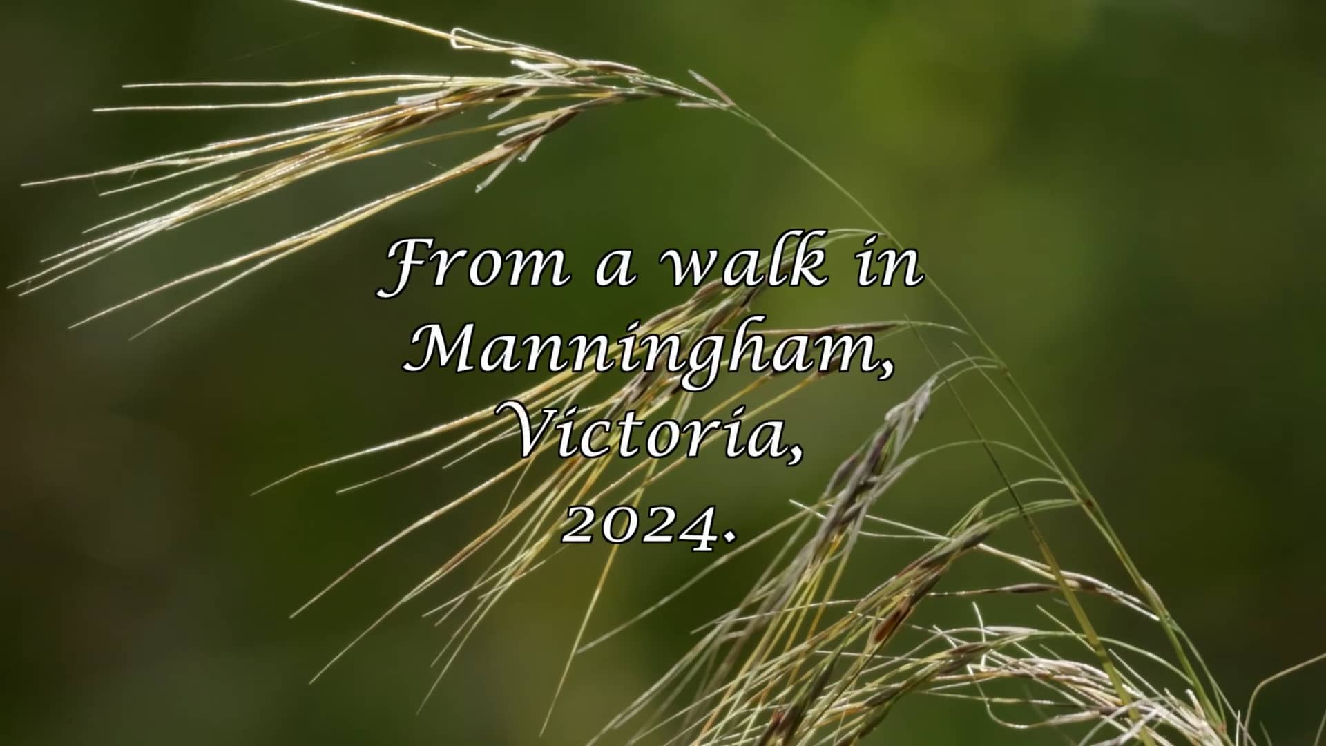 From a walk in Manningham, Victoria 2024. on Vimeo