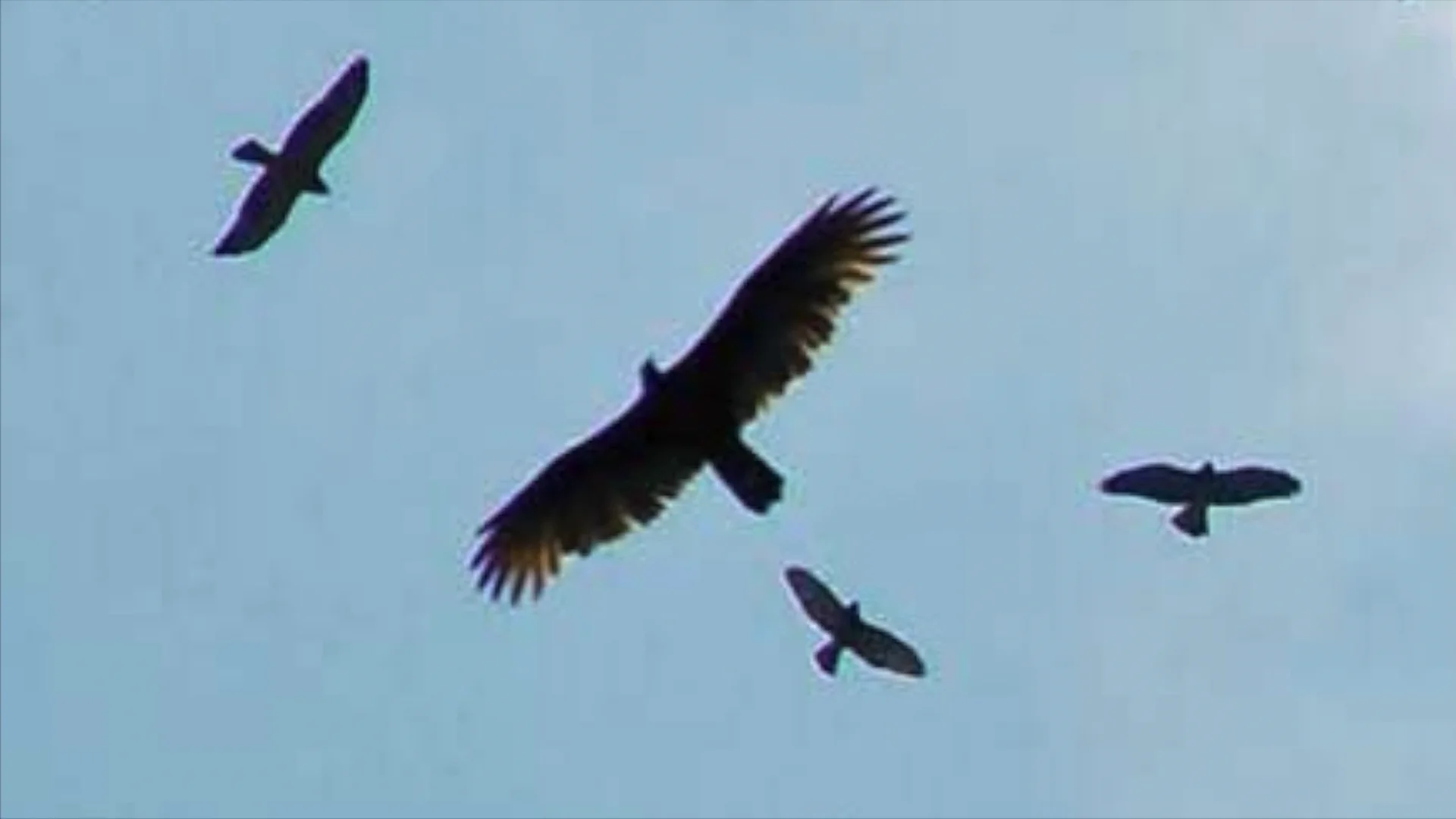 "Trees a Crowd" with Dr Ruth Tingay (Teaser) on Vimeo