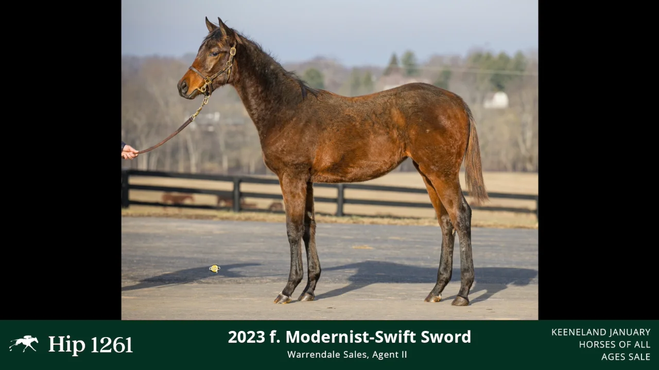 Hip 1261 Kee Jan Modernist - Swift Sword '23 on Vimeo