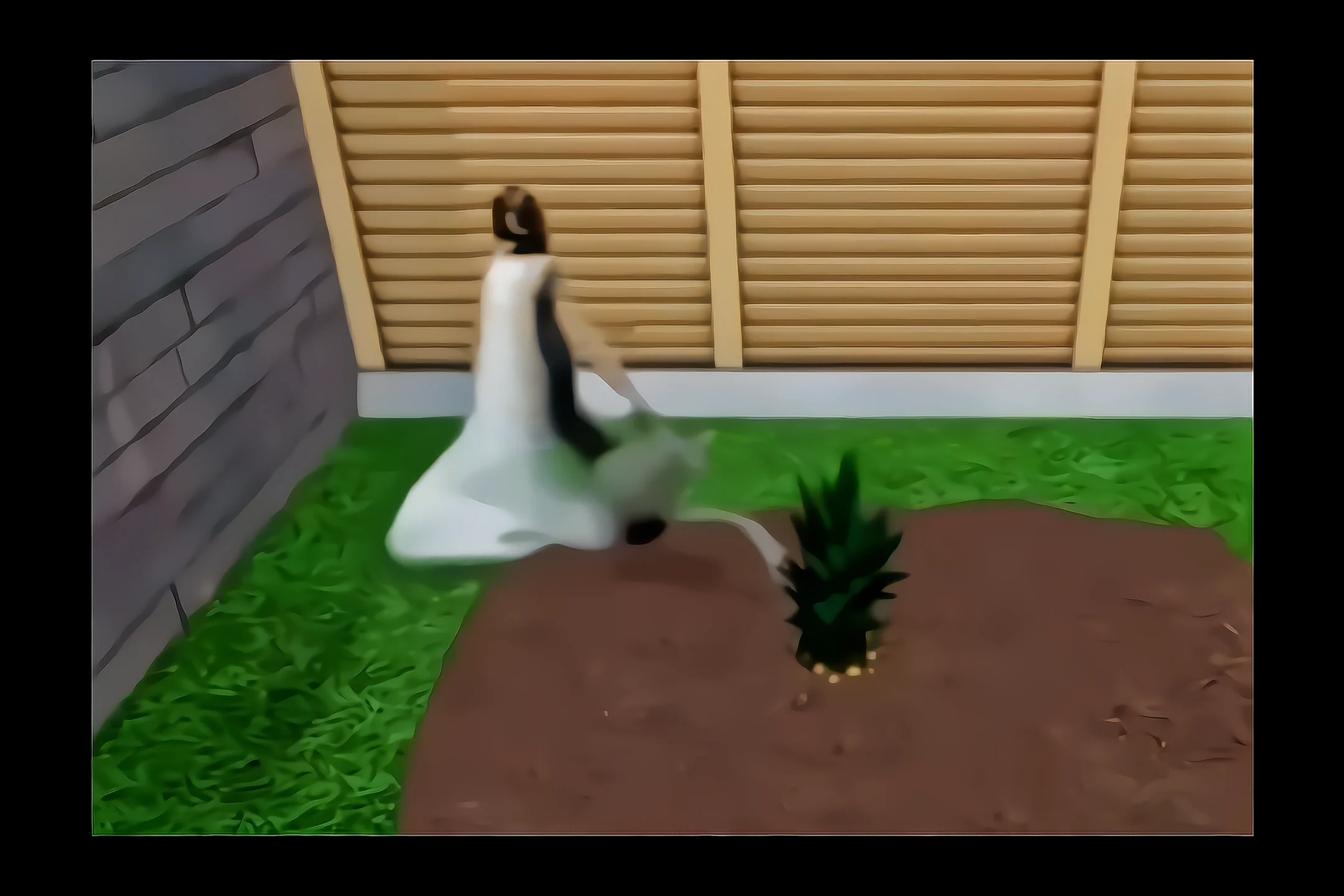 Granny Memes Royal on Vimeo