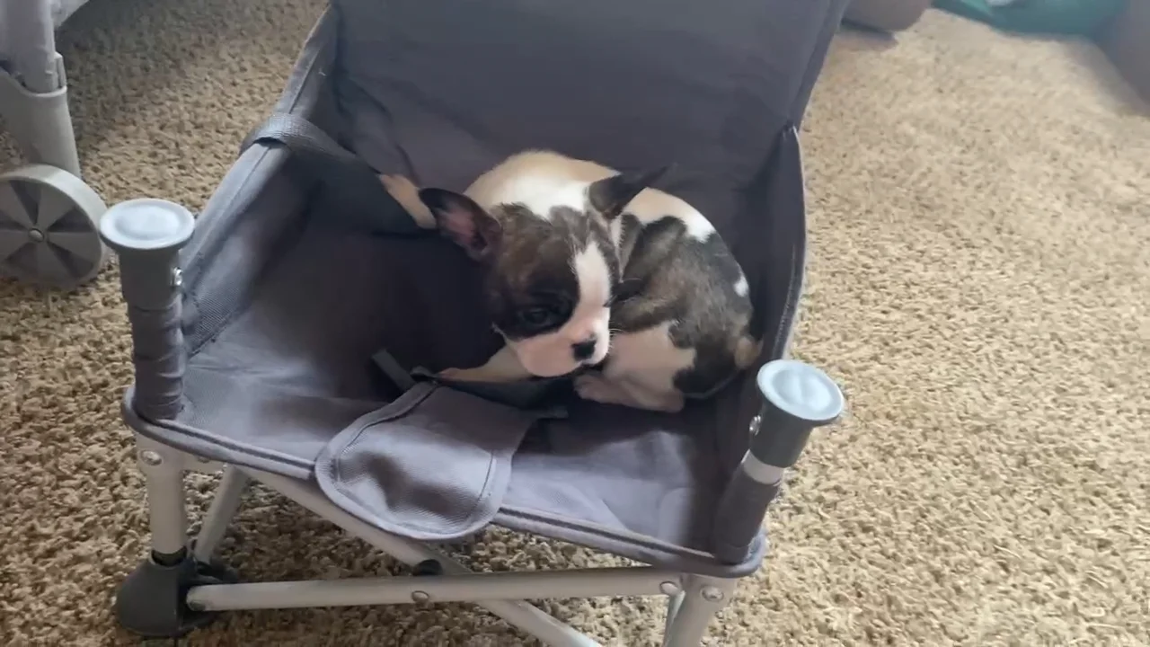 Ingrid - French Bulldog puppy for sale on Vimeo